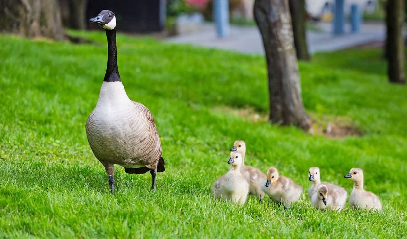 All You Need To Know About Reasons For Fall Goose Control - Dreams wire