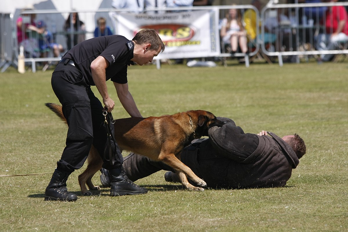 Top 5 Reasons to Hire a K9 Security in London - Dreams wire