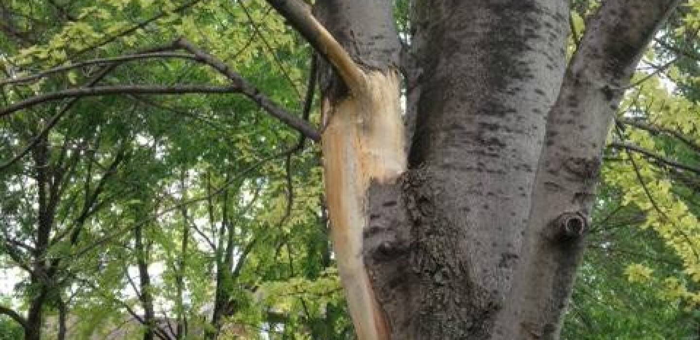 Is Tree Bark Edible? Safe & Nutritious Wild Food For Adventurers ...