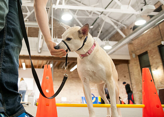 5 Levels of Dog Training | Dreams Wire