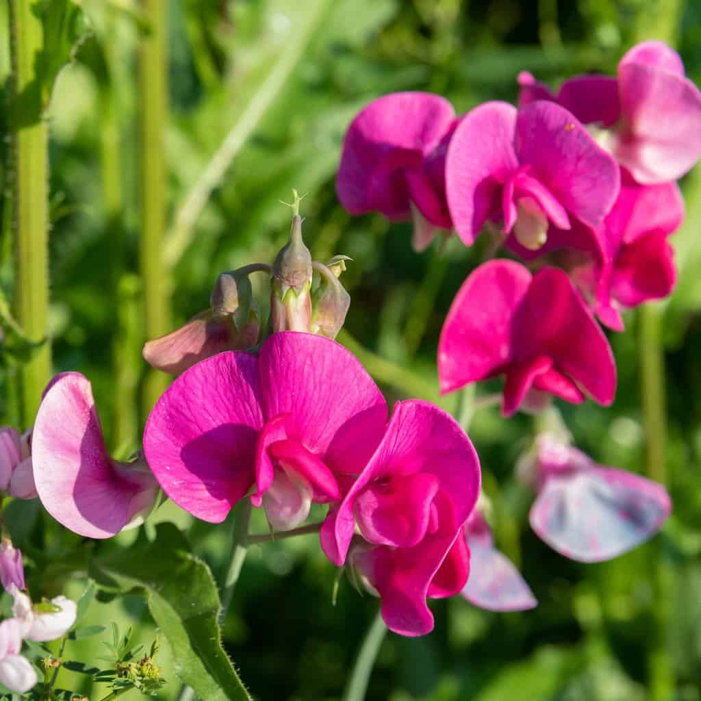 Is Sweet Pea Edible? Find-out Which Part You Can Eat! - Dreams wire