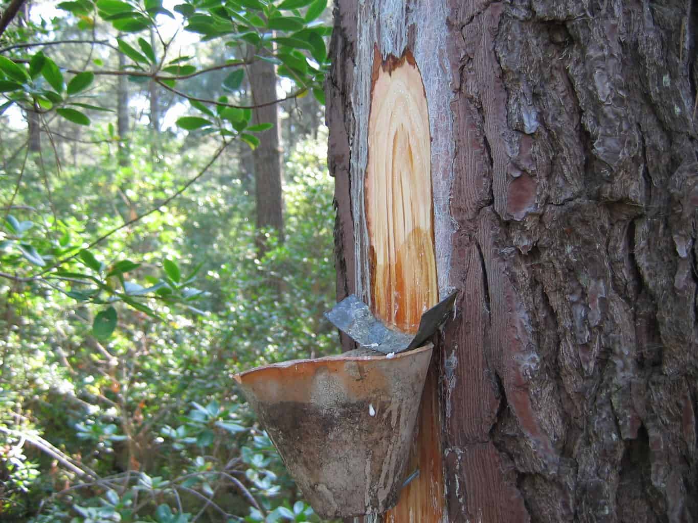 Is Pine Resin Edible? The Reason Behind it is Going to Surprise You ...