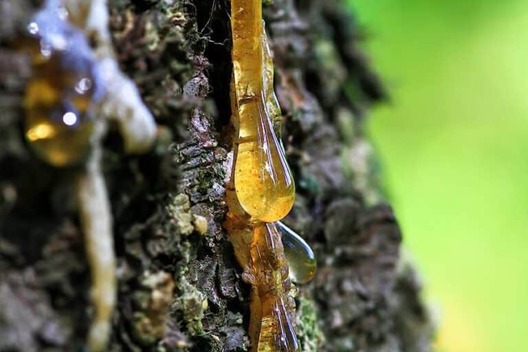 Is Pine Resin Edible? The Reason Behind it is Going to Surprise You ...