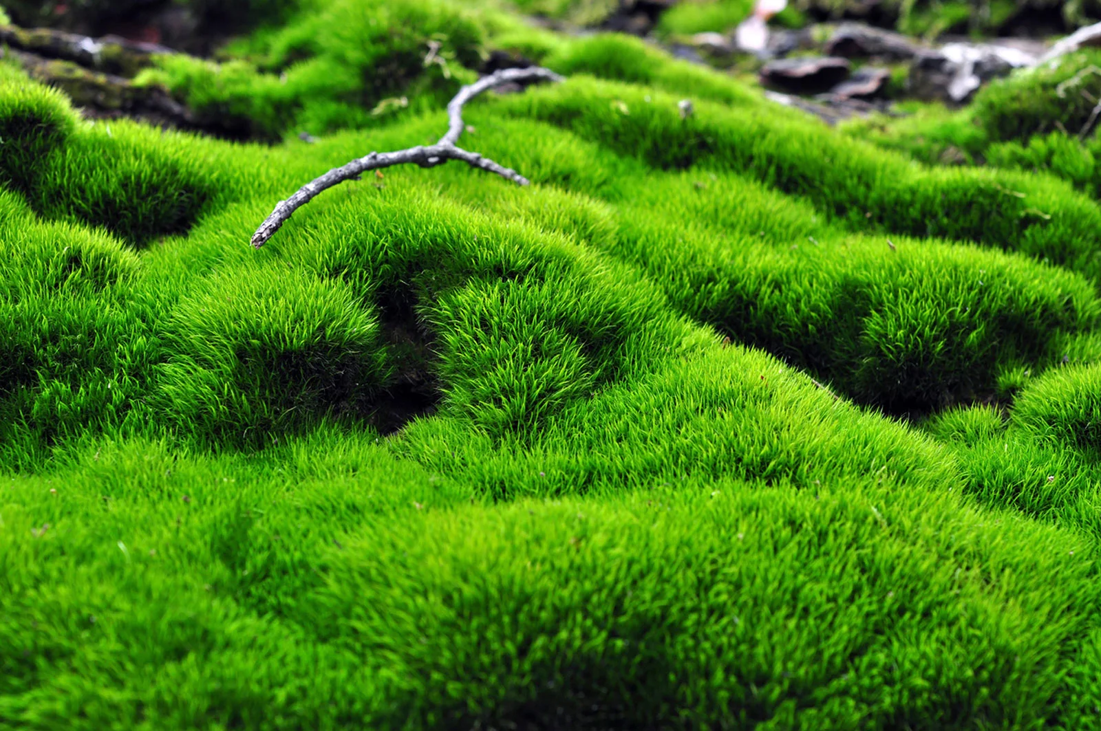 Is Moss Edible? Know How To Identify And Eat! - Dreams wire