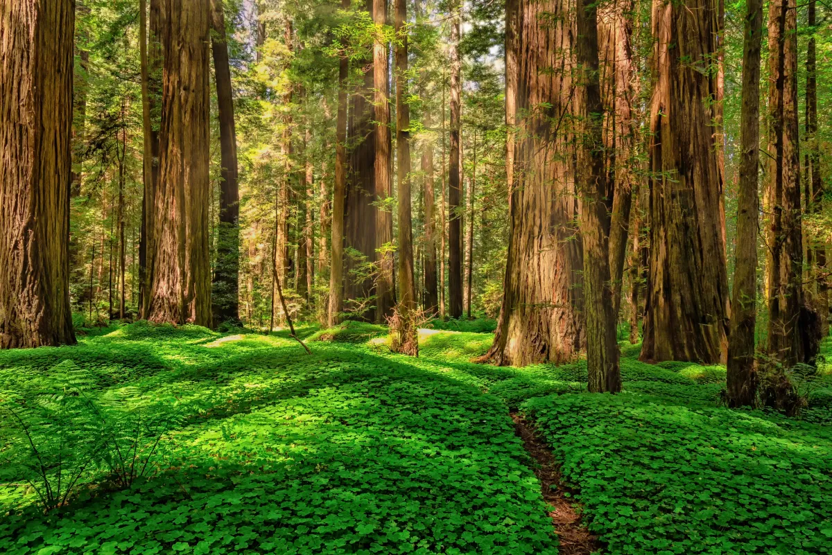 The Importance of Private Native Forest Plan - Dreams wire