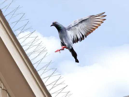 Keeping the Skies Clear: The Ultimate Guide to Pigeon Repellent ...