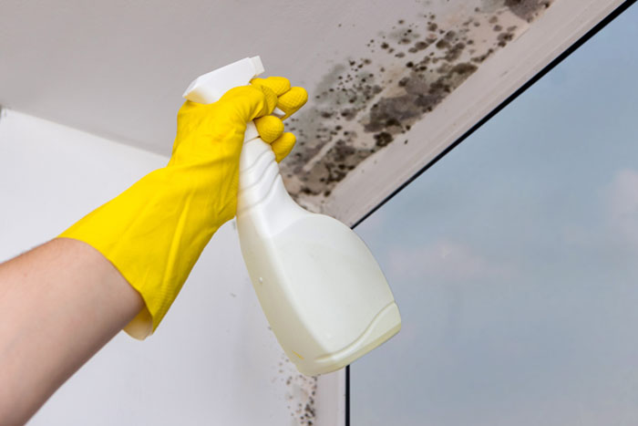 Eradicating Mold and Mildew: A Comprehensive Guide to Effective ...
