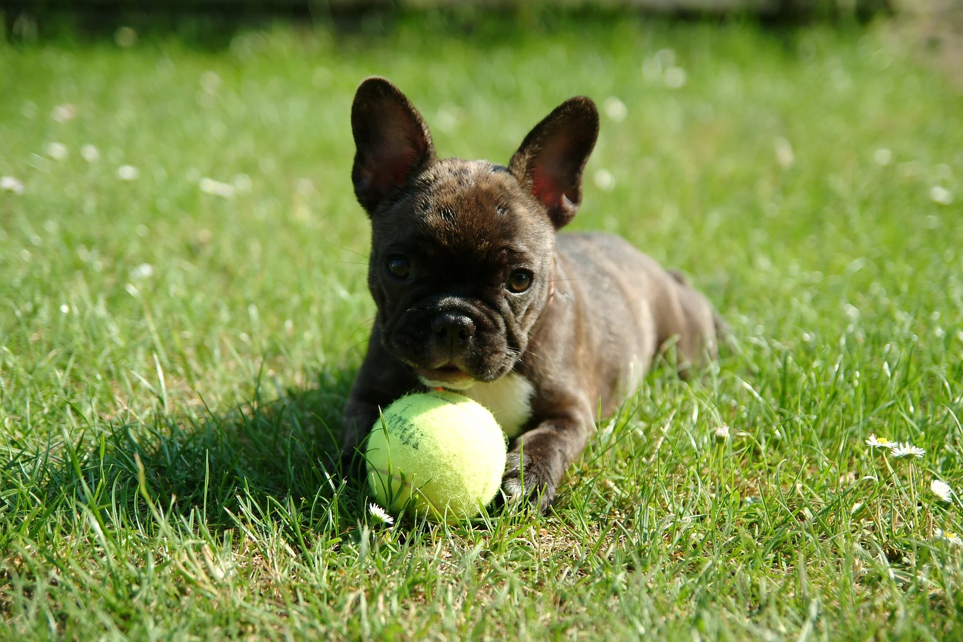 All You Need to Know About Frenchies | Best French Puppies - Dreams wire