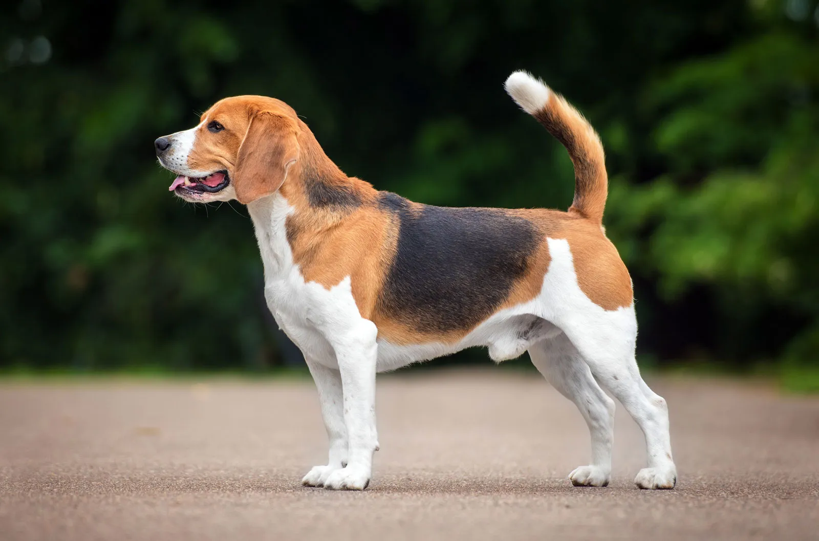 Beagle: A Detailed Breed Description - Dreams wire